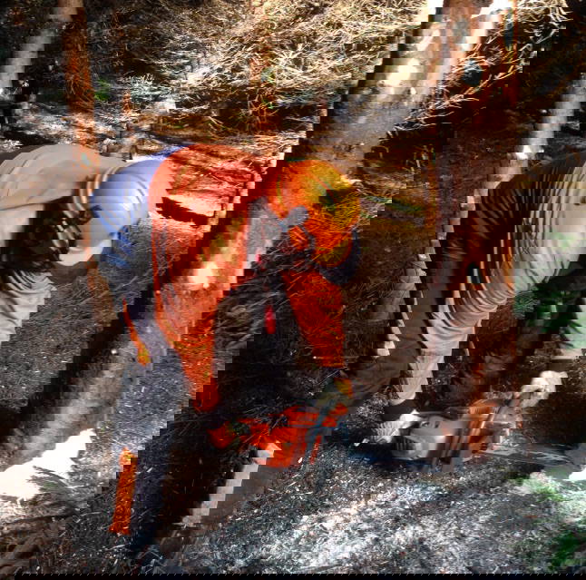 Forestry First Aid Course - Cambridgeshire & UK Wide